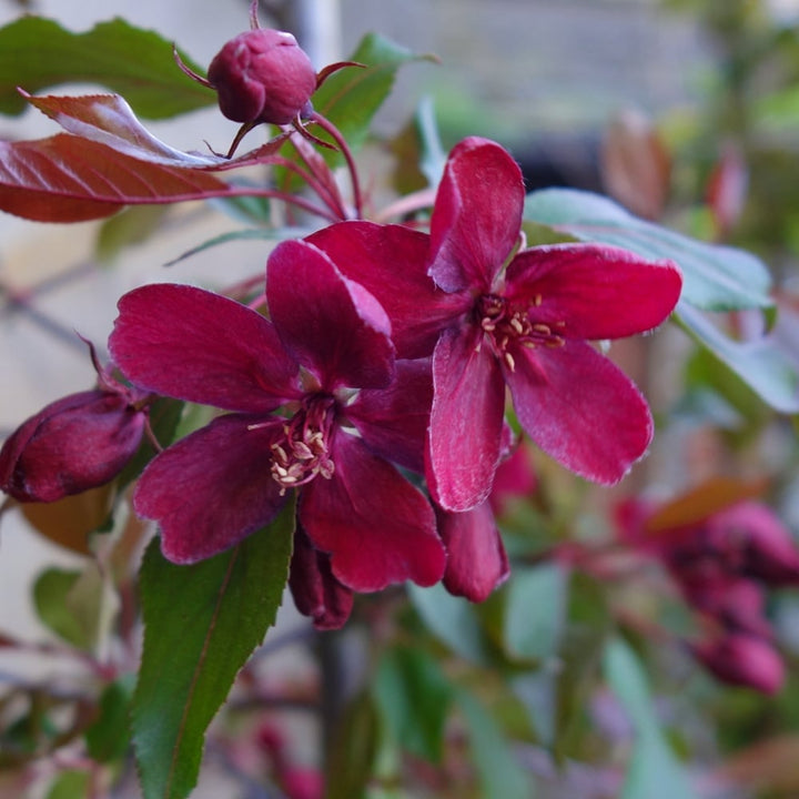 Malus Royal Beauty | Purple Weeping Crab Apple Tree | Ornamental Trees
