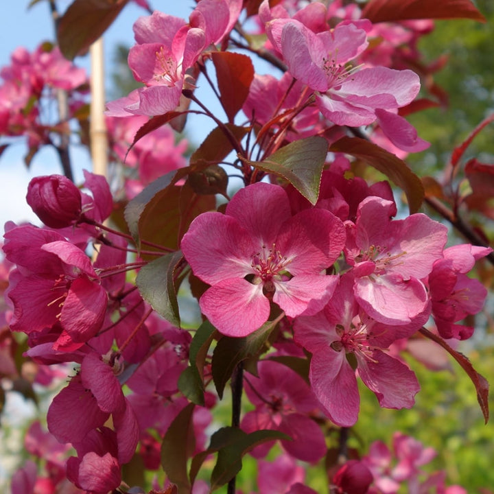 Malus toringo Scarlett | Pink Flowering Crab Apple | Ornamental Trees