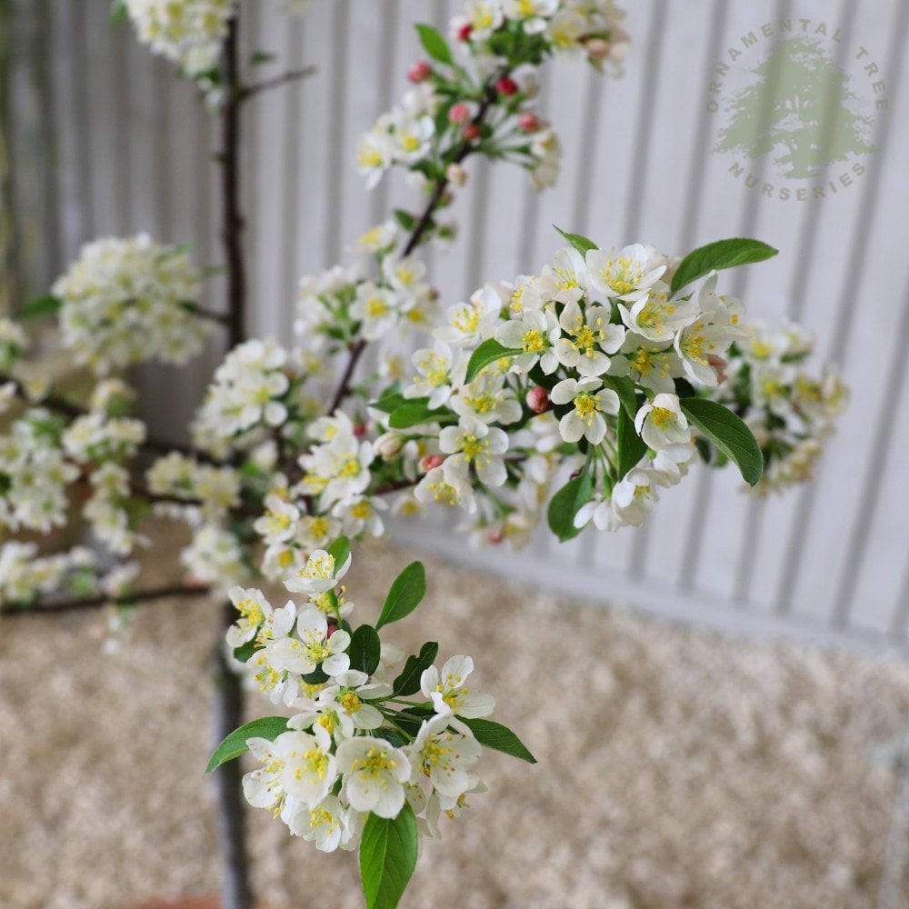 Malus sargentii Tina | Dwarf Crab Apple Tree | Ornamental Trees