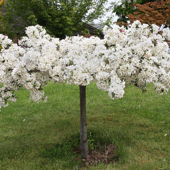 Malus sargentii Tina | Dwarf Crab Apple Tree | Ornamental Trees