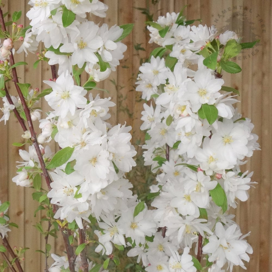 Flowering Crab Apple Trees | Malus | Ornamental Trees