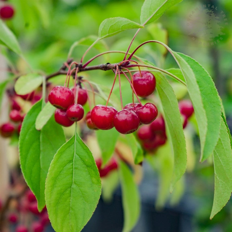 Flowering Crab Apple Trees | Malus | Ornamental Trees