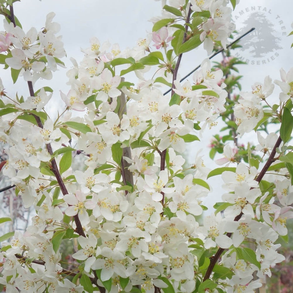 Malus Evereste | Buy Flowering Crab Apple Trees | Ornamental Trees
