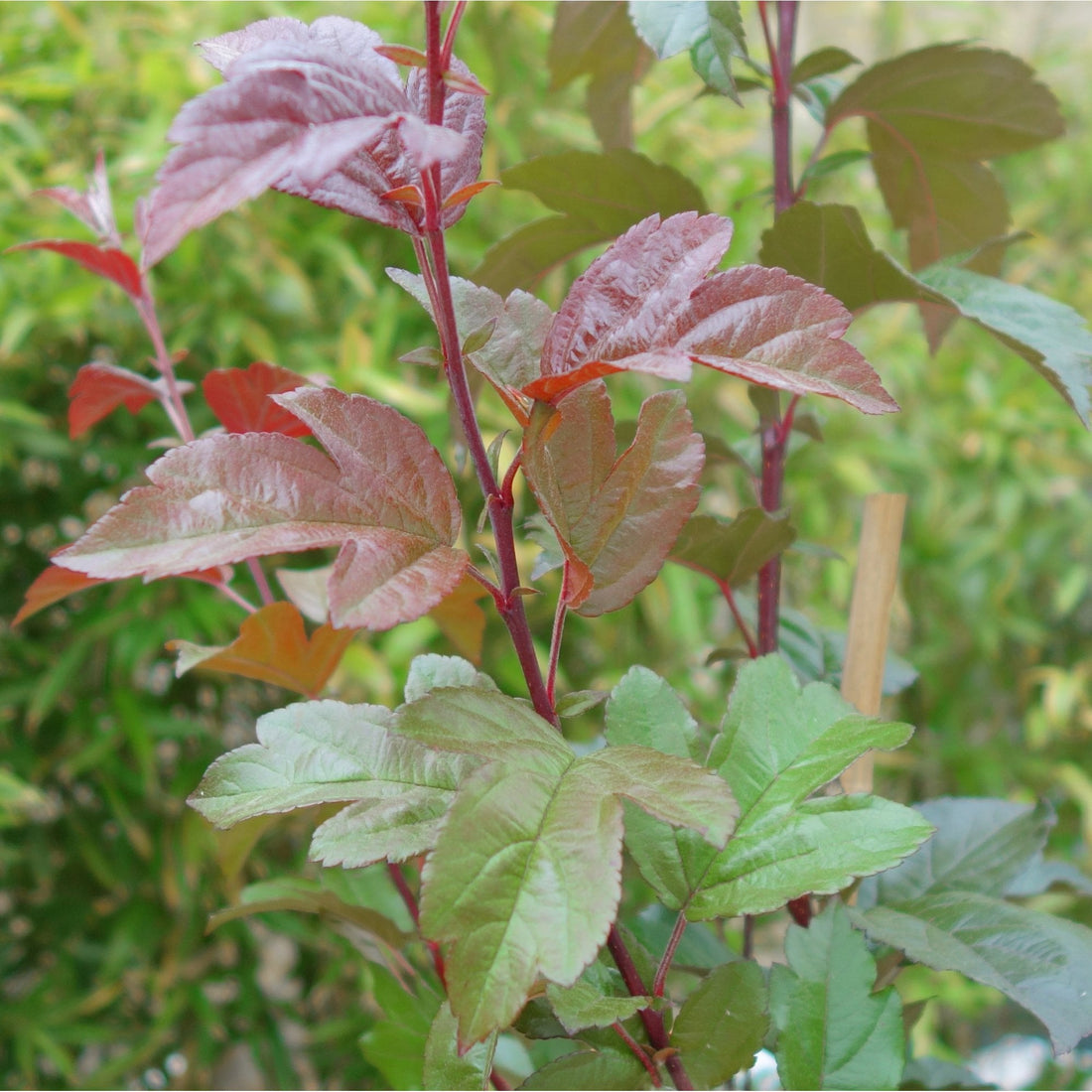 Malus toringo Scarlett | Pink Flowering Crab Apple | Ornamental Trees