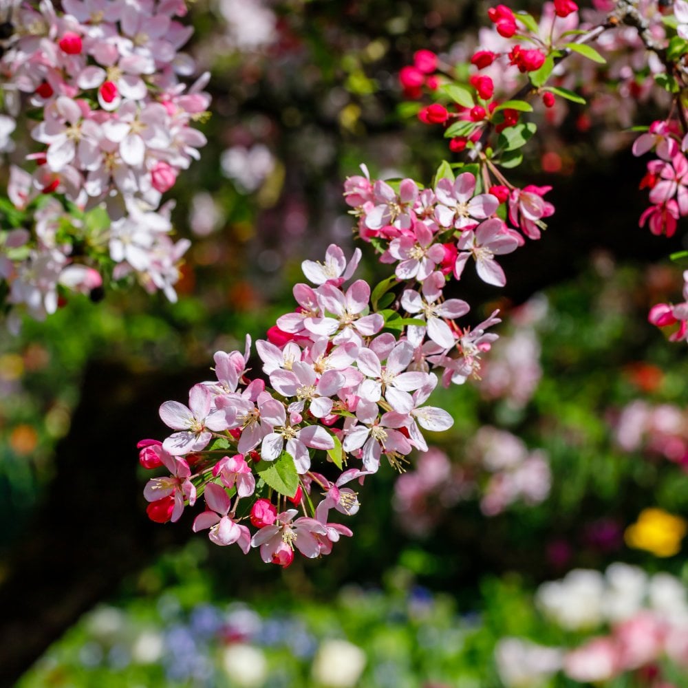 Malus floribunda | Showy Japanese Crab Apple Trees | Ornamental Trees
