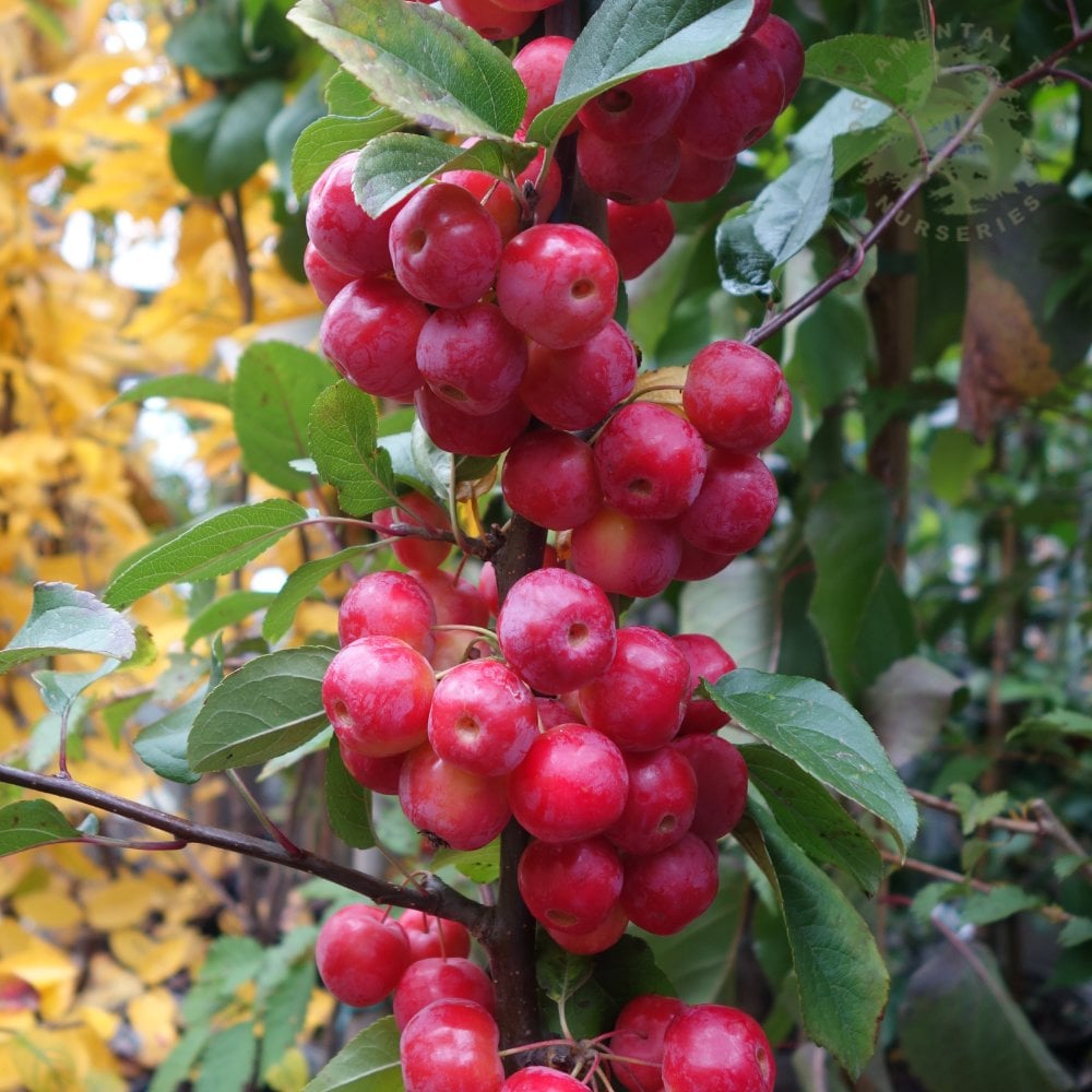 Malus robusta Red Sentinel | Crab Apple Tree | Ornamental Trees