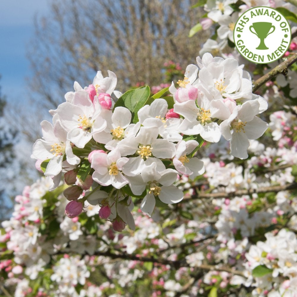 Malus Evereste | Buy Flowering Crab Apple Trees | Ornamental Trees