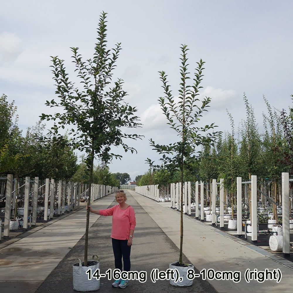 Malus robusta Red Sentinel | Crab Apple Tree | Ornamental Trees