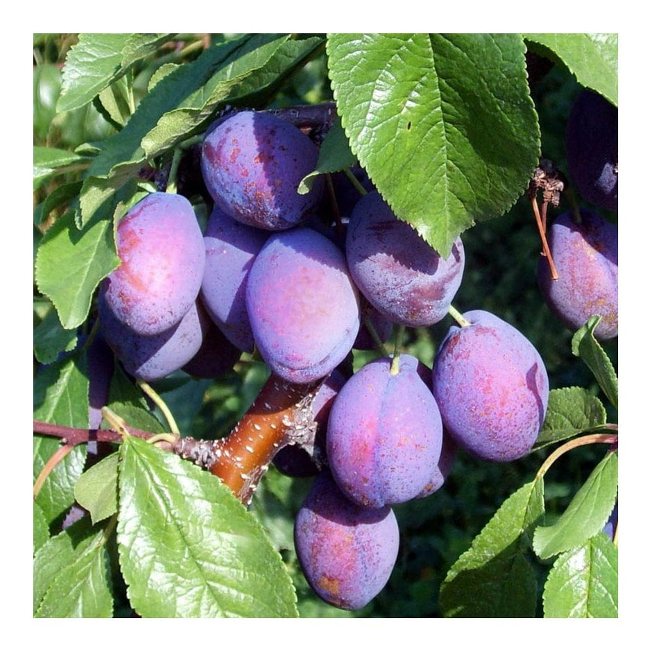 Plum Trees, Damson & Gage Trees For Sale | Ornamental Trees