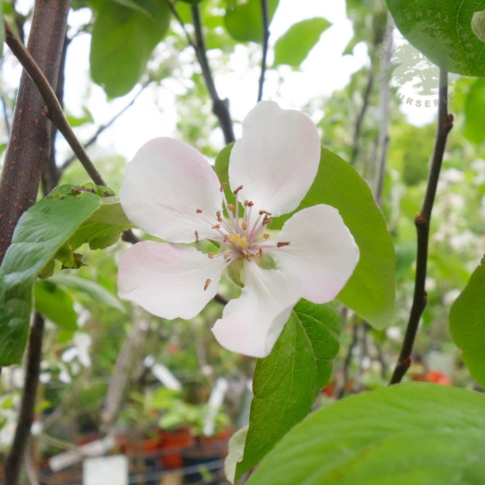 Quince Meechs Prolific | Buy Fruiting Quince Trees – Ornamental Trees