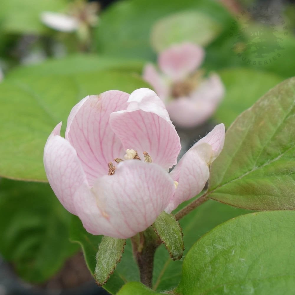 Quince Meechs Prolific | Buy Fruiting Quince Trees – Ornamental Trees