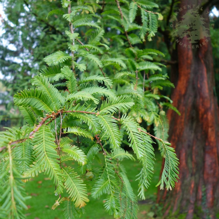 Conifer Trees For Sale | Coniferous | Ornamental Trees