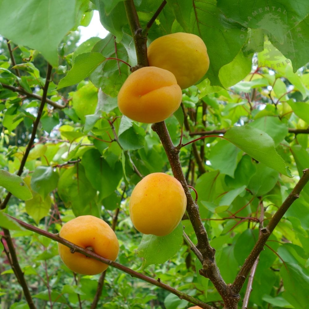 Early Moorpark Apricot Tree | Self Fertile Apricots | Ornamental Trees