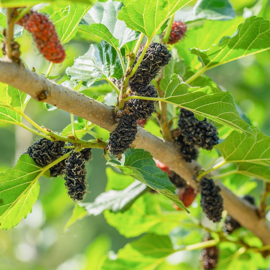 Mature & Large Fruit Trees For Sale | Ornamental Trees