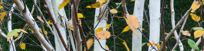 Multi Stem White Bark Himalayan Birch Trees | Ornamental Trees