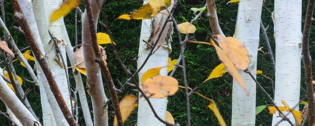 Multi Stem White Bark Himalayan Birch Trees | Ornamental Trees