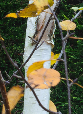 Multi Stem White Bark Himalayan Birch Trees | Ornamental Trees