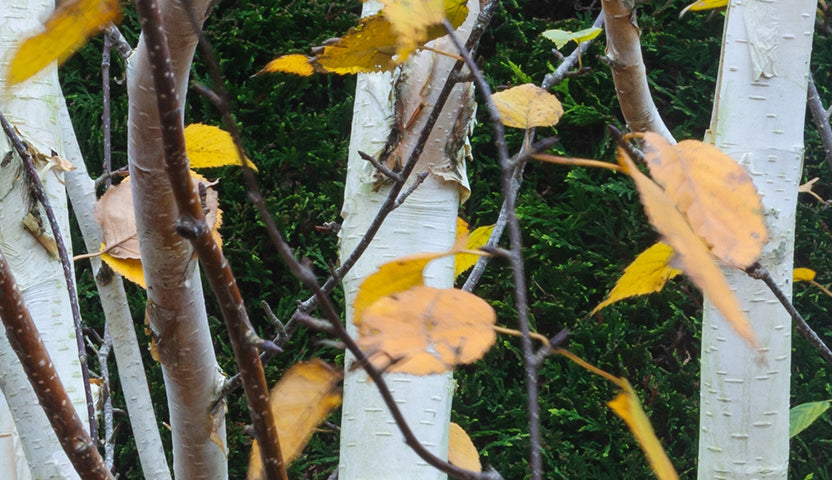 Multi Stem White Bark Himalayan Birch Trees | Ornamental Trees