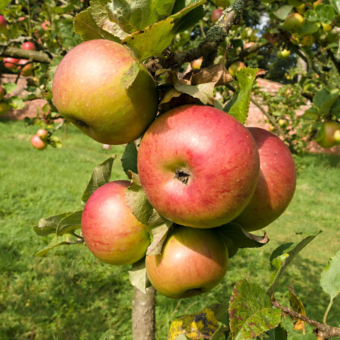 Newton Wonder Apple Tree | Dual Purpose Apples | Ornamental Trees