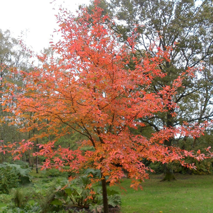 Unusual, Rare & Feature Trees | Ornamental Trees