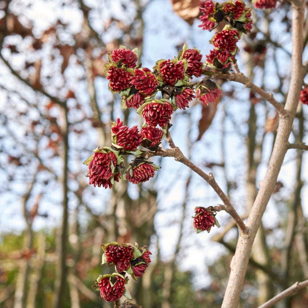 Parrotia persica | Buy Persian Ironwood Trees – Ornamental Trees