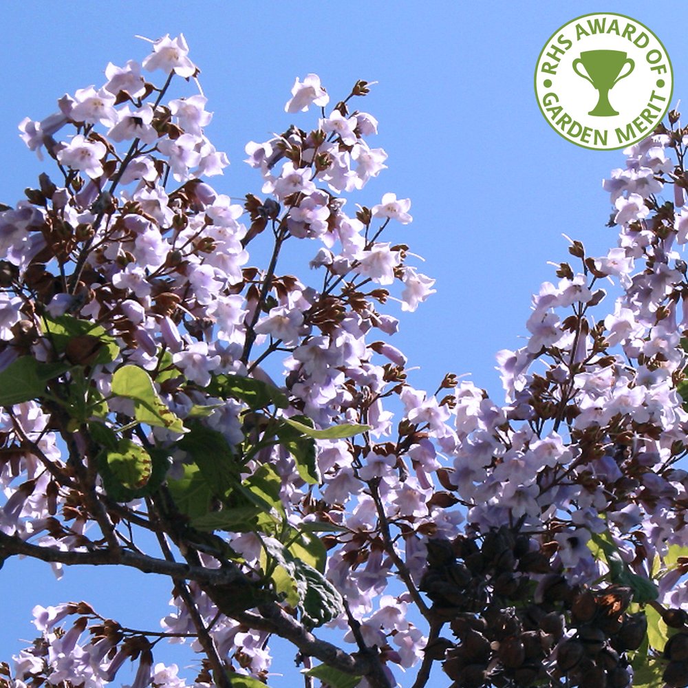 Paulownia tomentosa | Buy Empress or Foxglove Trees – Ornamental Trees