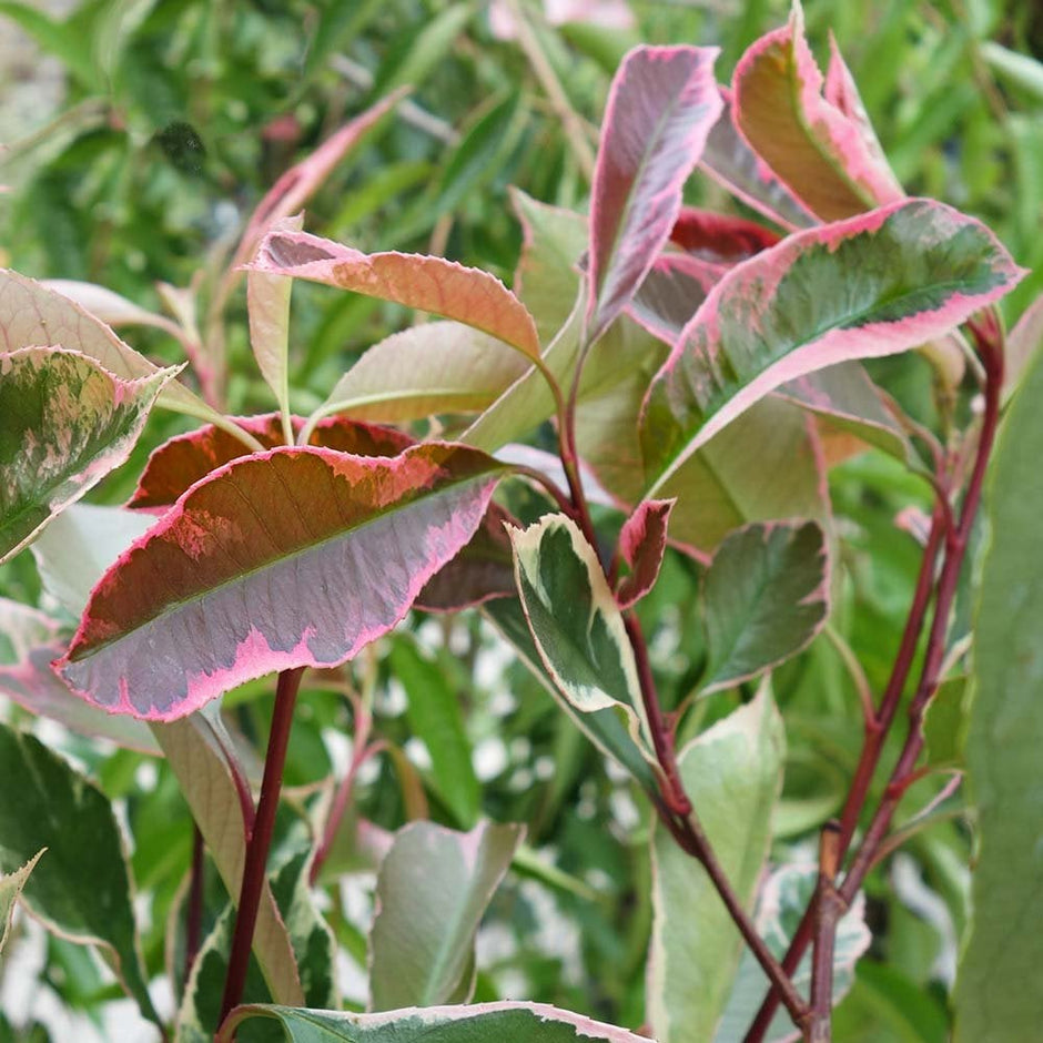 Photinia Trees For Sale | Ornamental Trees