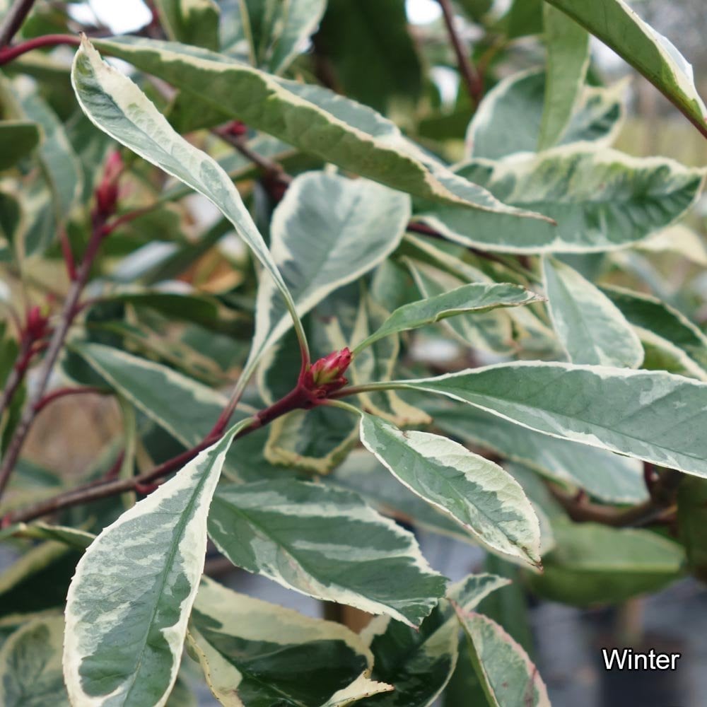 Photinia Louise | Variegated Evergreen Trees | Ornamental Trees