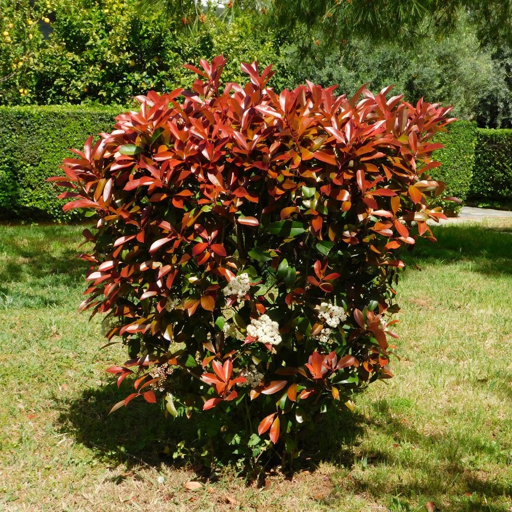 Photinia fraseri Red Robin Tree | Lollipop & Mature | Ornamental Trees