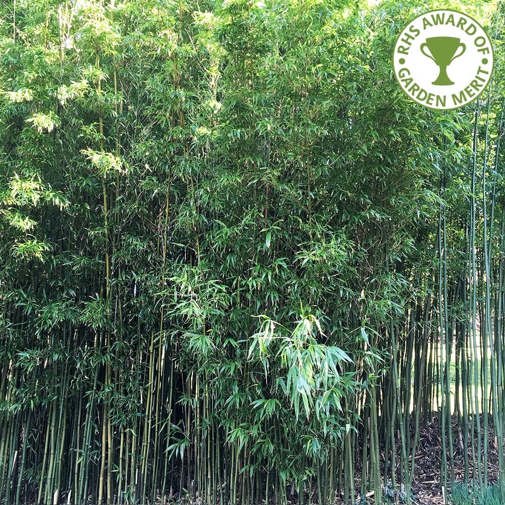 Phyllostachys aurea | Buy Golden Bamboo Plants – Ornamental Trees