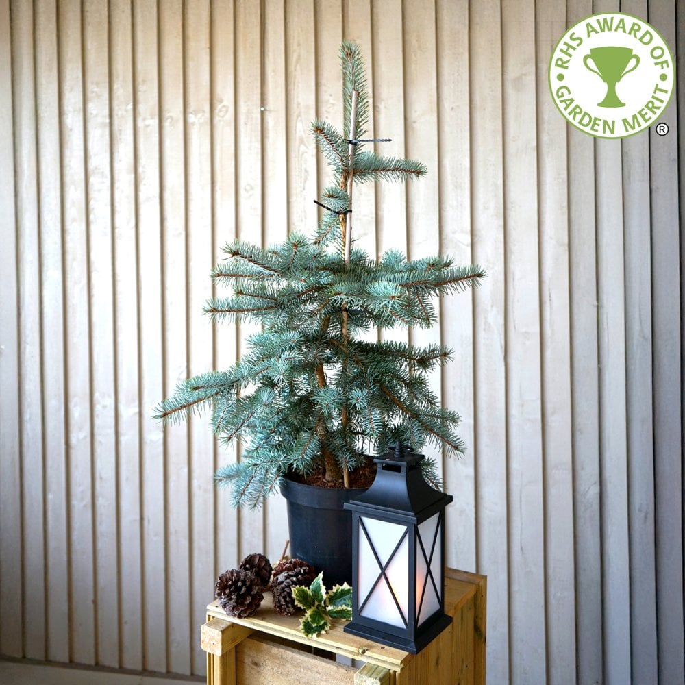 Picea pungens Edith | Blue Spruce Trees For Sale – Ornamental Trees