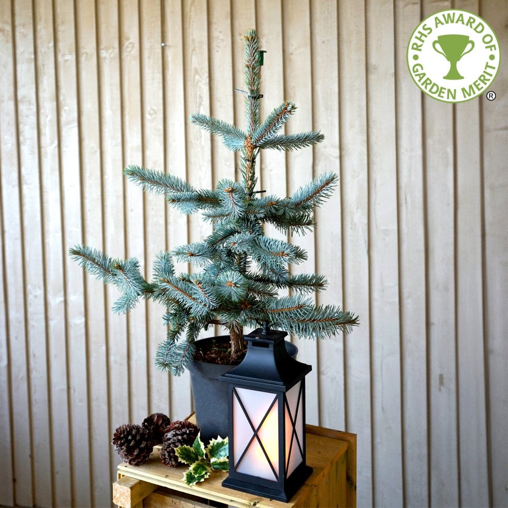 Picea pungens Hoopsii | Colorado Blue Spruce Trees Online – Ornamental ...