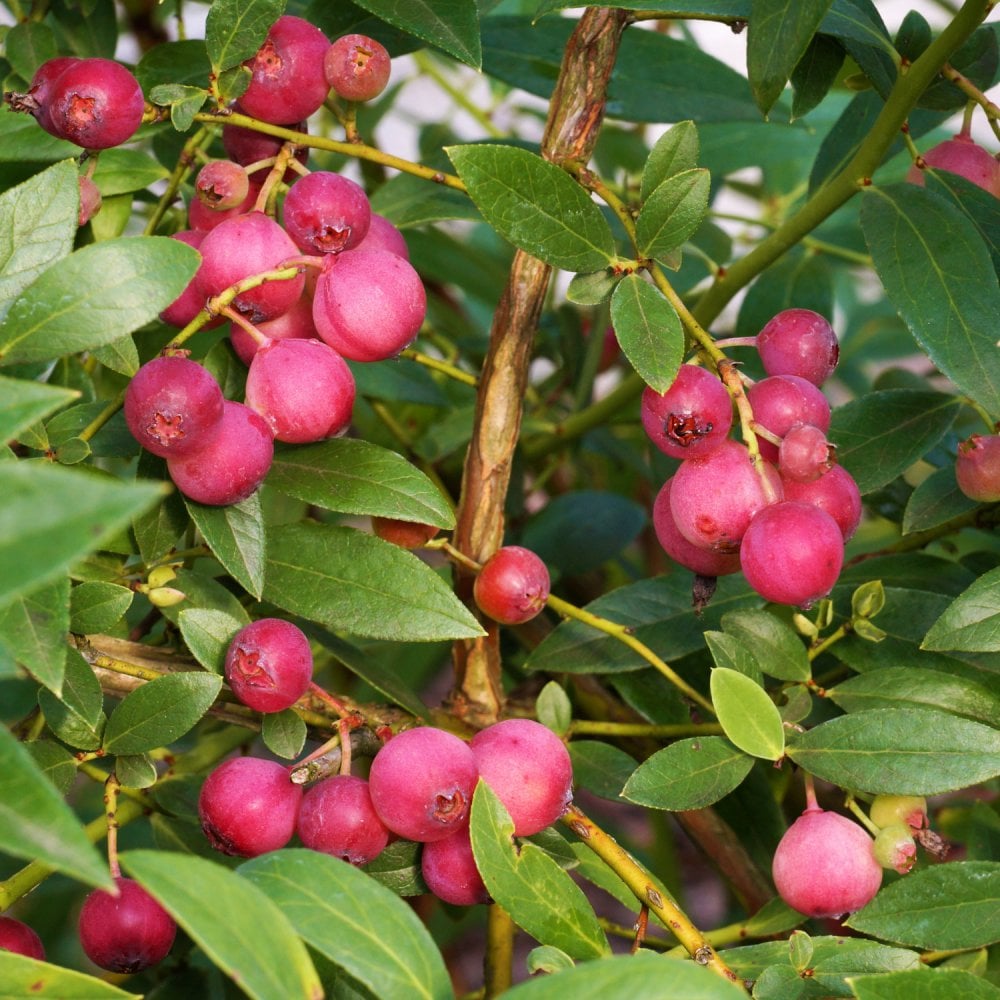 Pink Lemonade Blueberry Bush Plants For Sale | Ornamental Trees