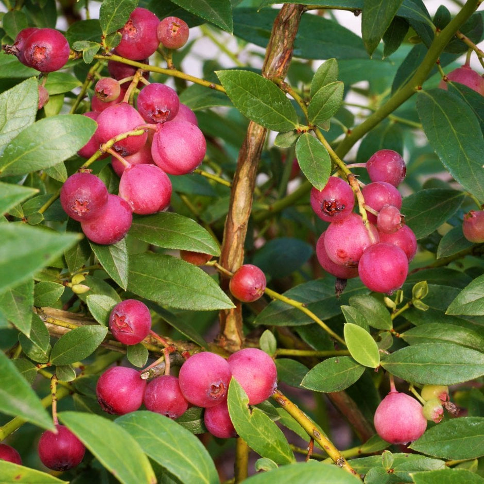 Oullins Golden Gage Tree | Dual Purpose Gages | Ornamental Trees