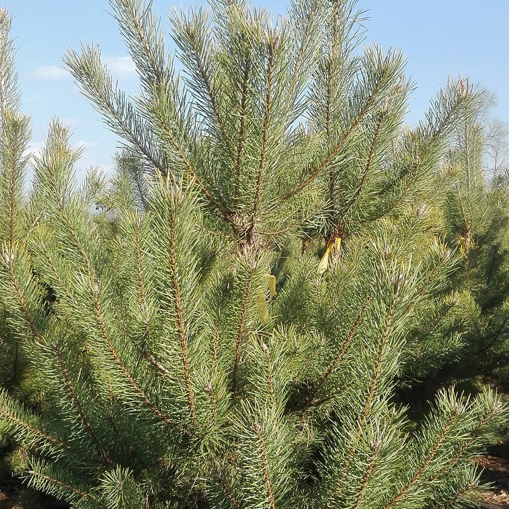 Pinus sylvestris Scots Pine Tree | Buy Conifers | Ornamental Trees