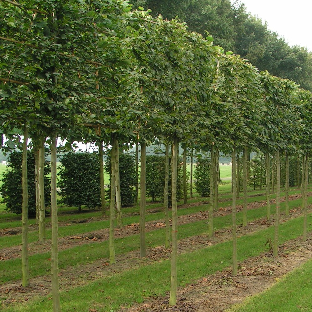 Pleached Hornbeam Trees | Pleached Carpinus betulus | Ornamental Trees