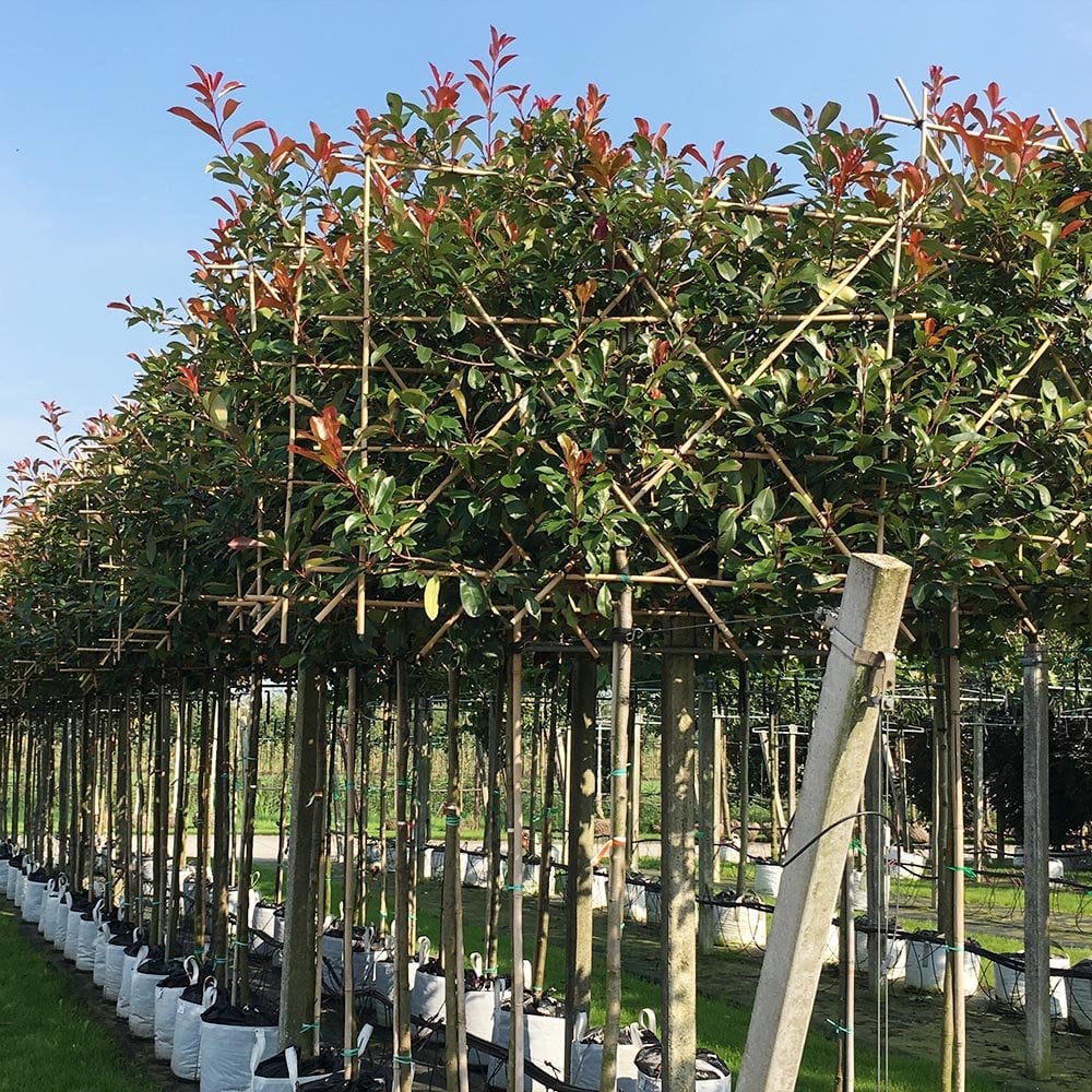 Evergreen Pleached Photinia fraseri Red Robin Trees | Ornamental Trees