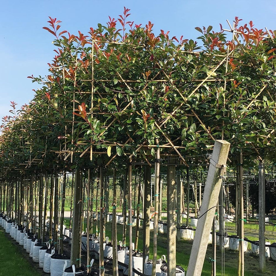 Photinia Trees For Sale | Ornamental Trees