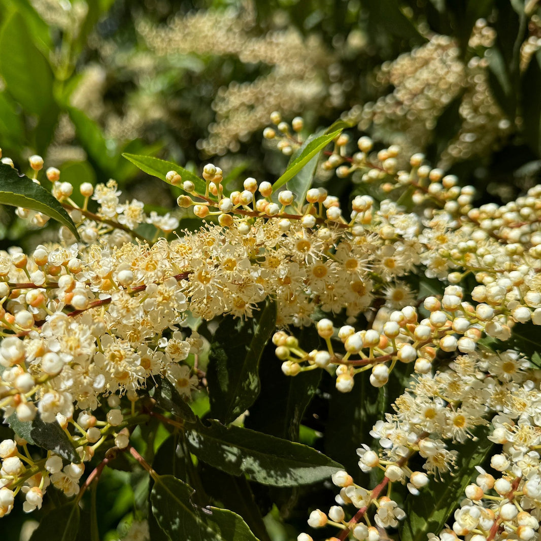Laurel Trees | Prunus lusitanica, laurocerasus | Ornamental Trees