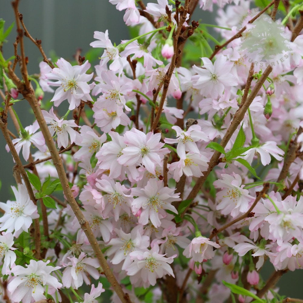 Prunus subhirtella Autumnalis Rosea | Pink Winter Cherry | Ornamental Trees