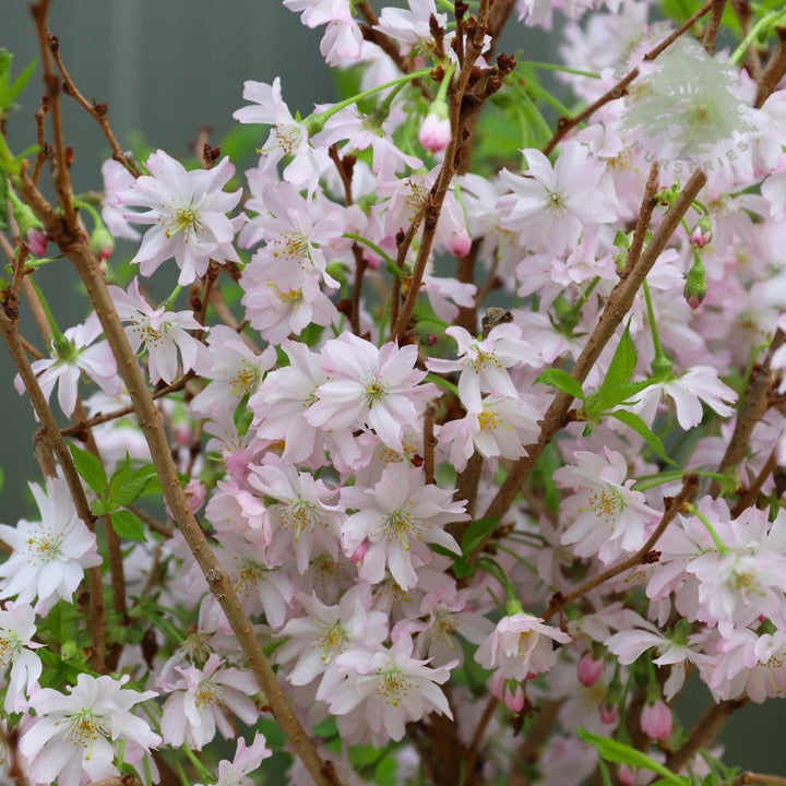 Small & Dwarf Flowering Cherry Blossom Trees | Ornamental Trees