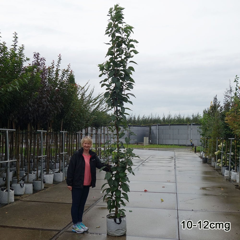 Prunus Amanogawa | Buy Upright Flagpole Cherry Tree | Ornamental Trees