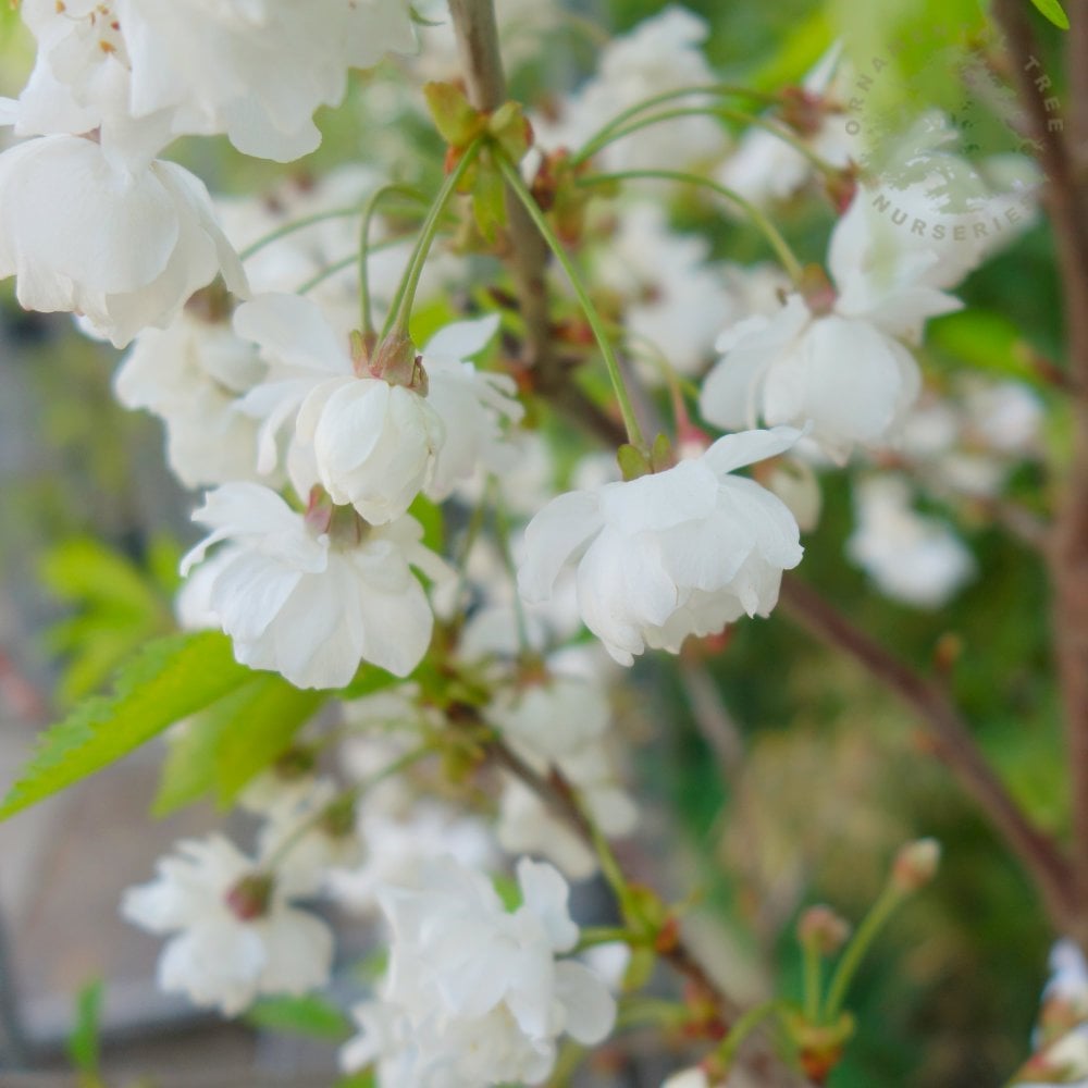 Prunus avium Plena Double Gean Cherry Blossom Tree | Ornamental Trees