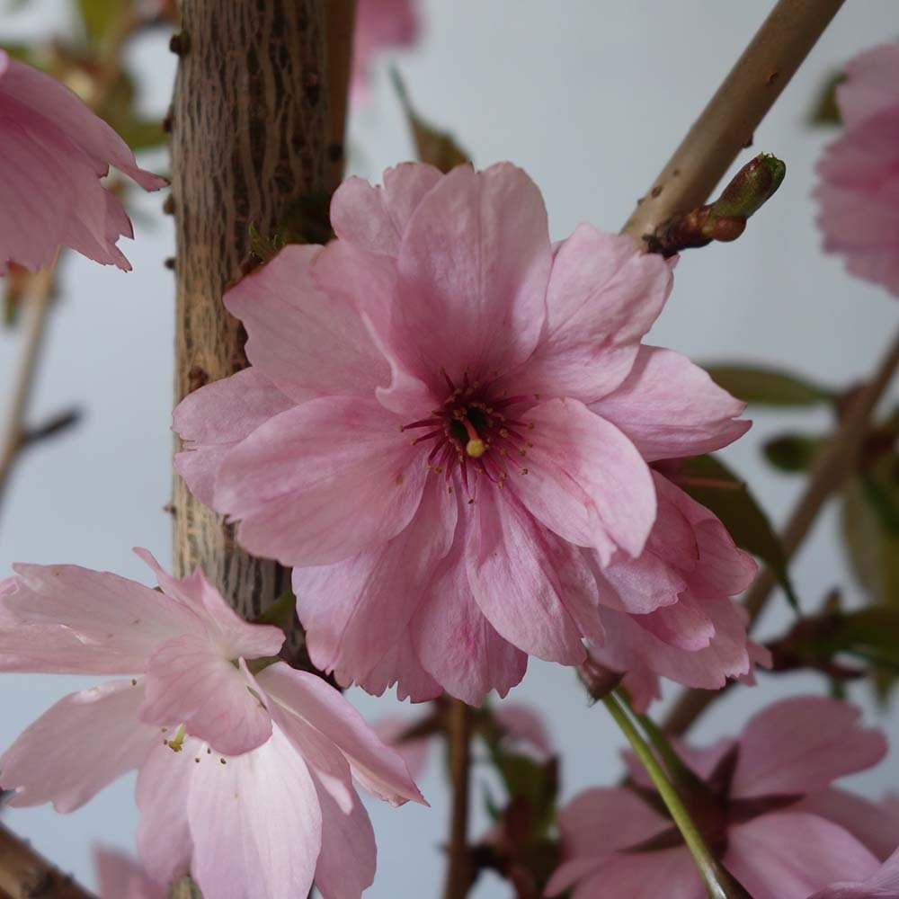 Prunus Beni-yutaka | Pink Cherry Blossom Tree | Ornamental Trees