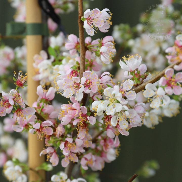 Small & Dwarf Flowering Cherry Blossom Trees | Ornamental Trees