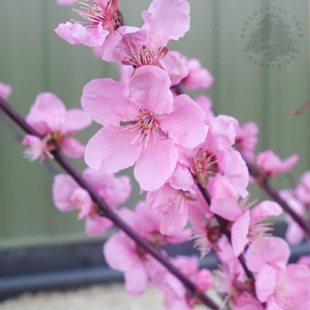 Prunus cerasifera Spring Glow | Purple Cherry Plum Tree | Ornamental Trees