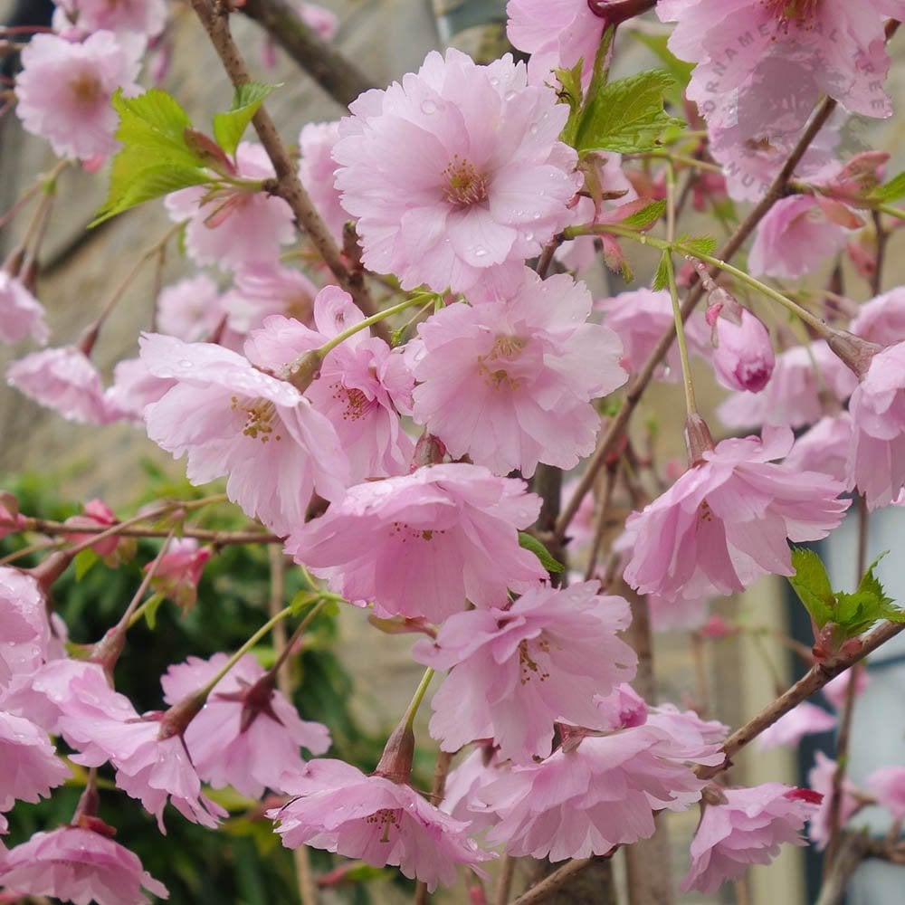 Prunus First Blush | Upright Pink Cherry Blossom Tree | Ornamental Trees