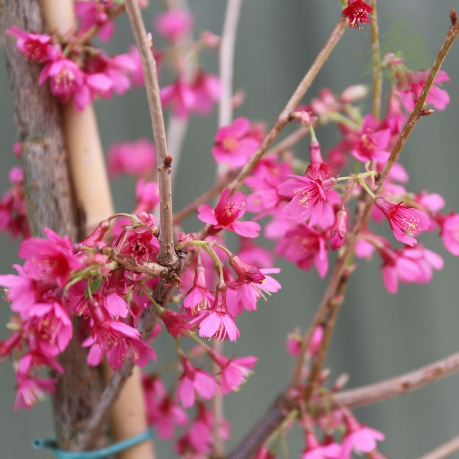 Prunus Okame | Small Pink Cherry Blossom Tree | Ornamental Trees