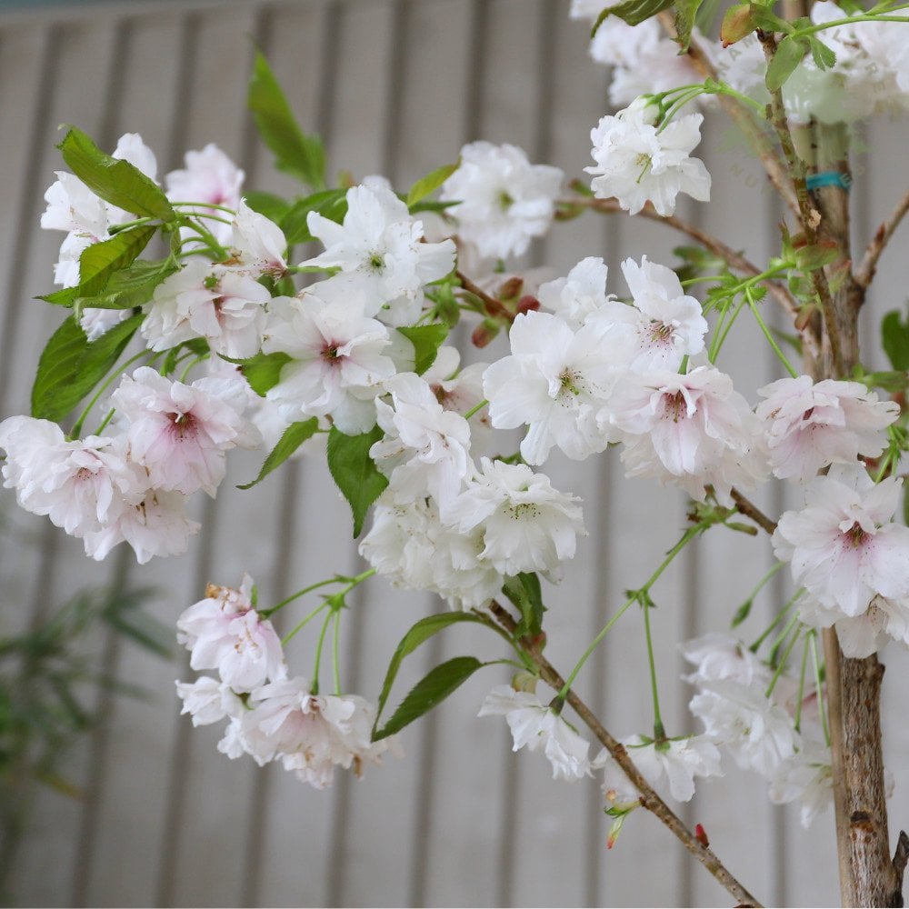 Prunus Fragrant Cloud | Shizuka Scented Cherry Blossom | Ornamental Trees