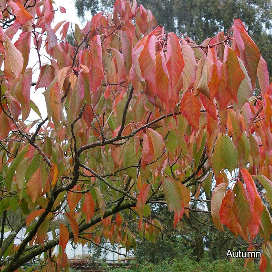 Prunus Fragrant Cloud | Shizuka Scented Cherry Blossom | Ornamental Trees